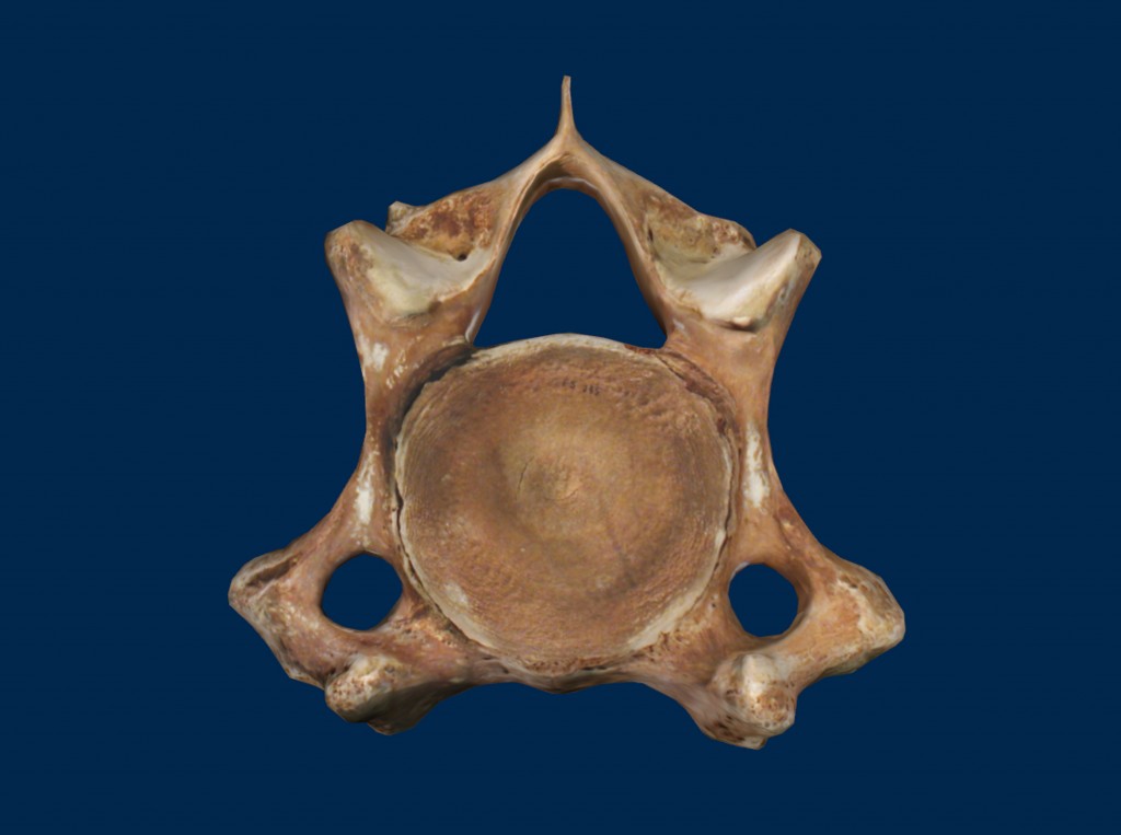 Buesching Mastodon Head & Axial Skeleton – UMORF | University of ...