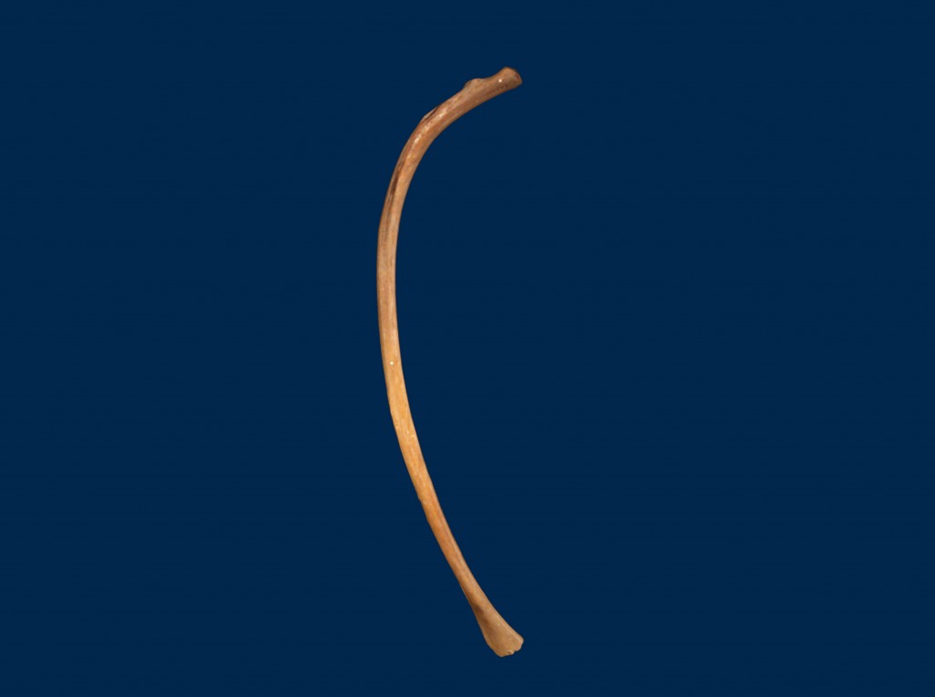 Buesching Mastodon Right Ribs – UMORF | University of Michigan Online ...