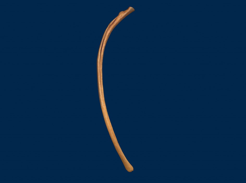 Buesching Mastodon Right Ribs – UMORF | University of Michigan Online ...