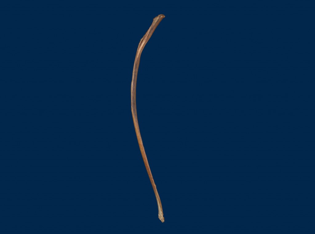 Buesching Mastodon Right Ribs – UMORF | University of Michigan Online ...