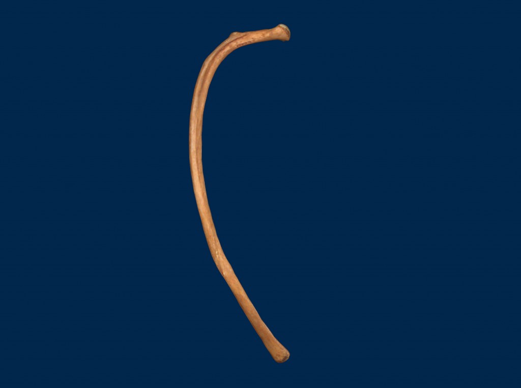 Buesching Mastodon Right Ribs – UMORF | University of Michigan Online ...