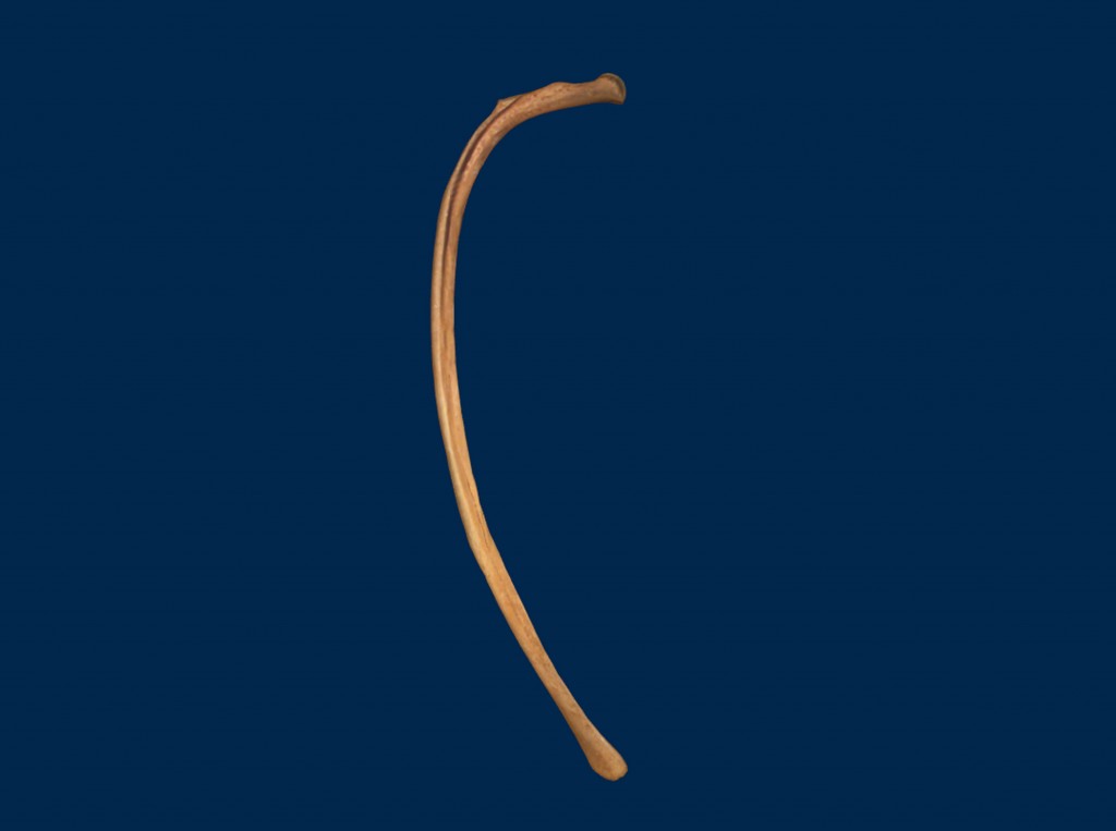 Buesching Mastodon Right Ribs – UMORF | University of Michigan Online ...