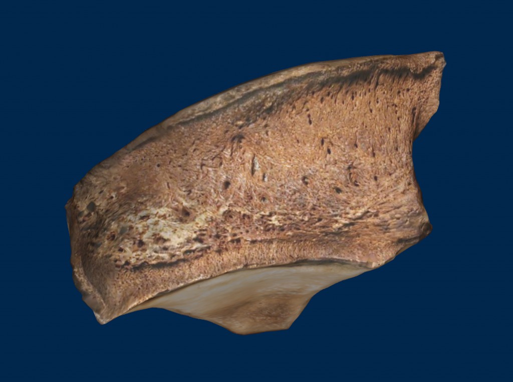 Buesching Mastodon Right Forelimb – UMORF | University of Michigan ...