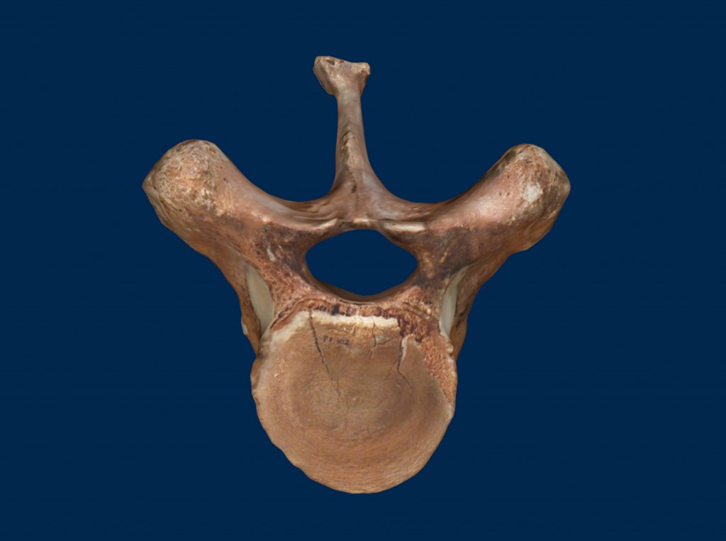 Buesching Mastodon Head & Axial Skeleton – UMORF | University of ...
