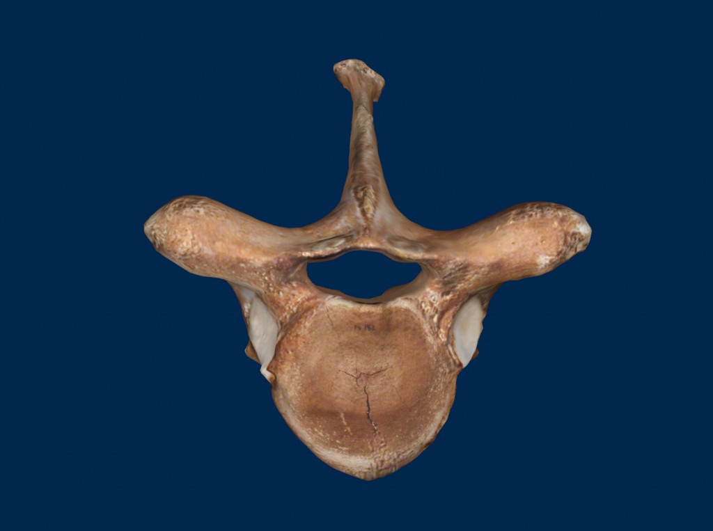 Buesching Mastodon Head & Axial Skeleton – UMORF | University of ...