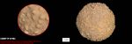 MI Backyard Fossils Corals – UMORF | University of Michigan Online ...