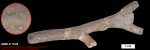 MI Backyard Fossils Corals – UMORF | University of Michigan Online ...