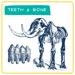 MI’s Backyard Fossils – UMORF | University of Michigan Online ...